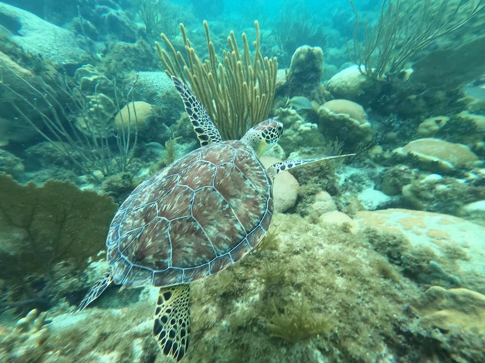 Sea Turtles in Islamorada: Where to See Them & What You Need to Know